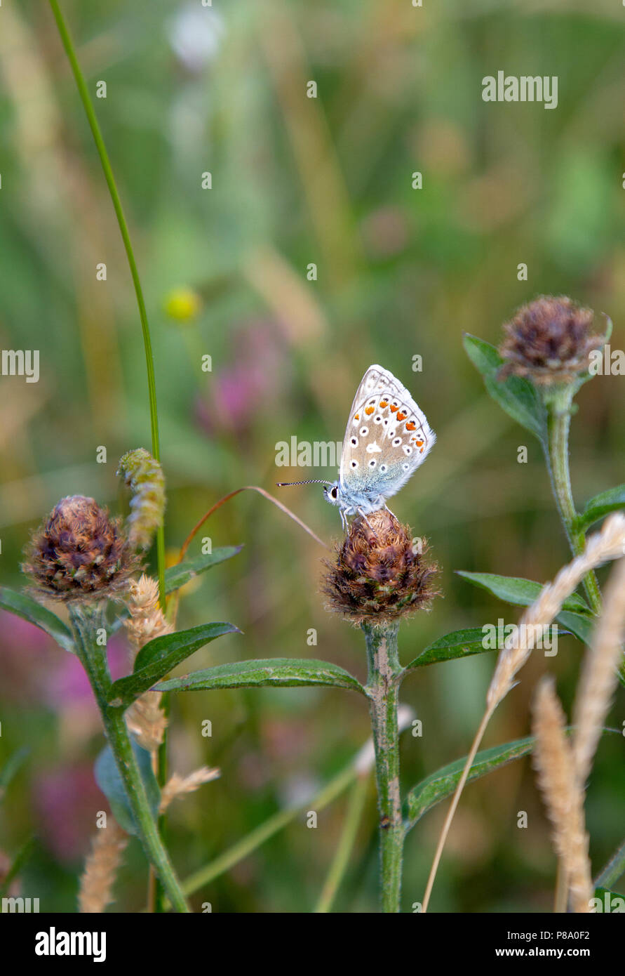 Common blue butterfly Stock Photo - Alamy