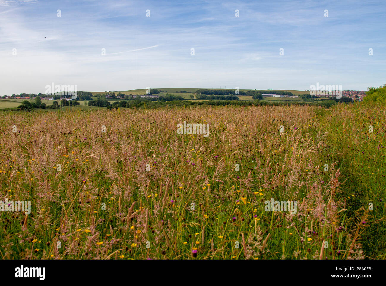 Grasses nature summer hi-res stock photography and images - Alamy