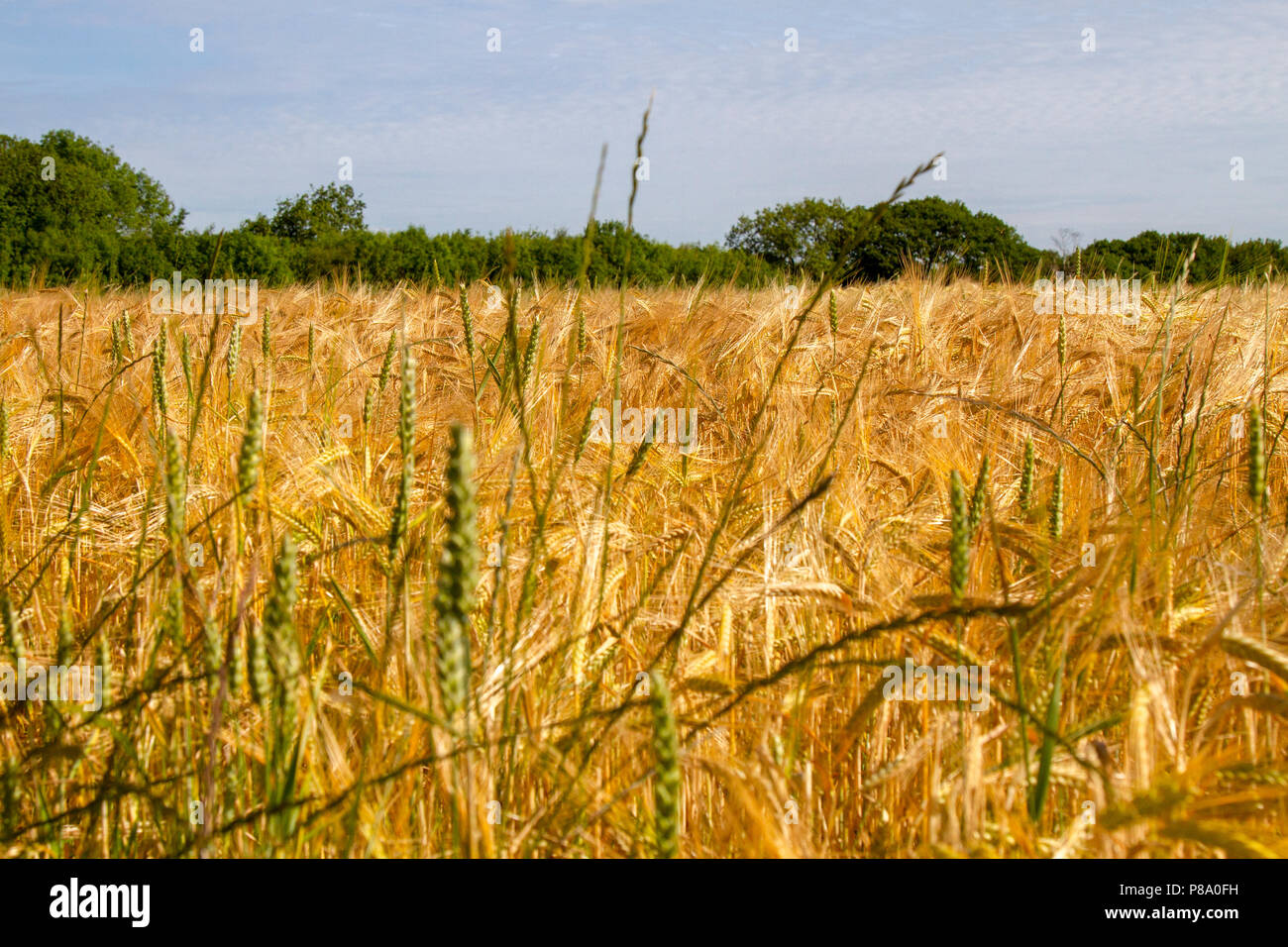 Barley field in summer light Stock Photo - Alamy