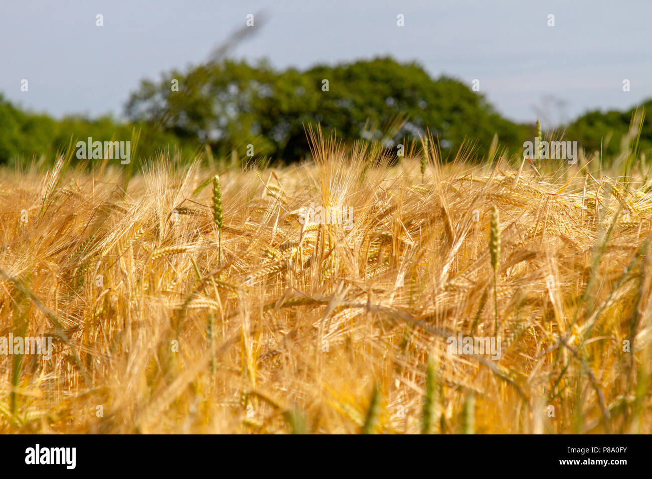 Summer farming hi-res stock photography and images - Alamy