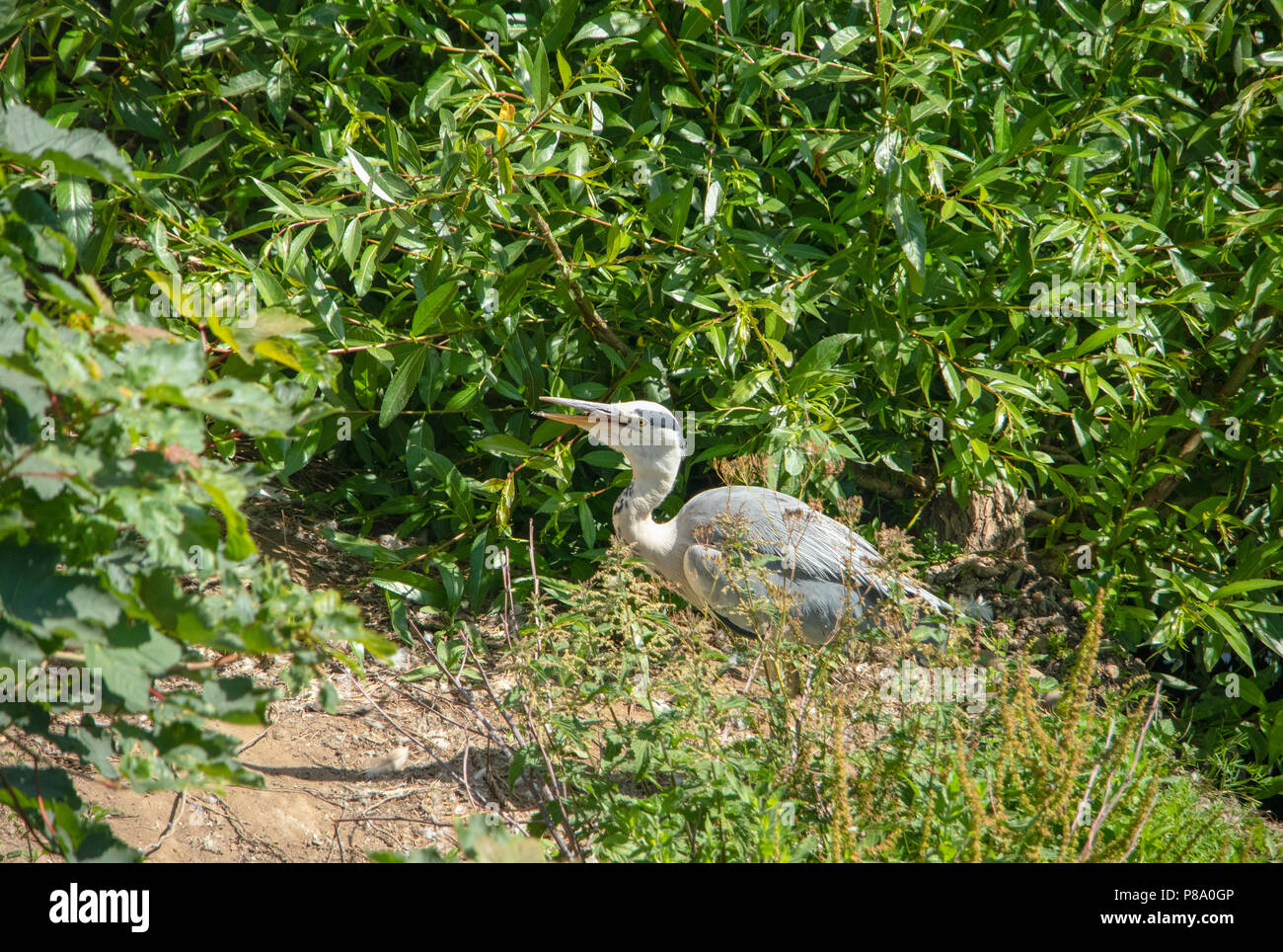 Heron on bank river hi-res stock photography and images - Alamy