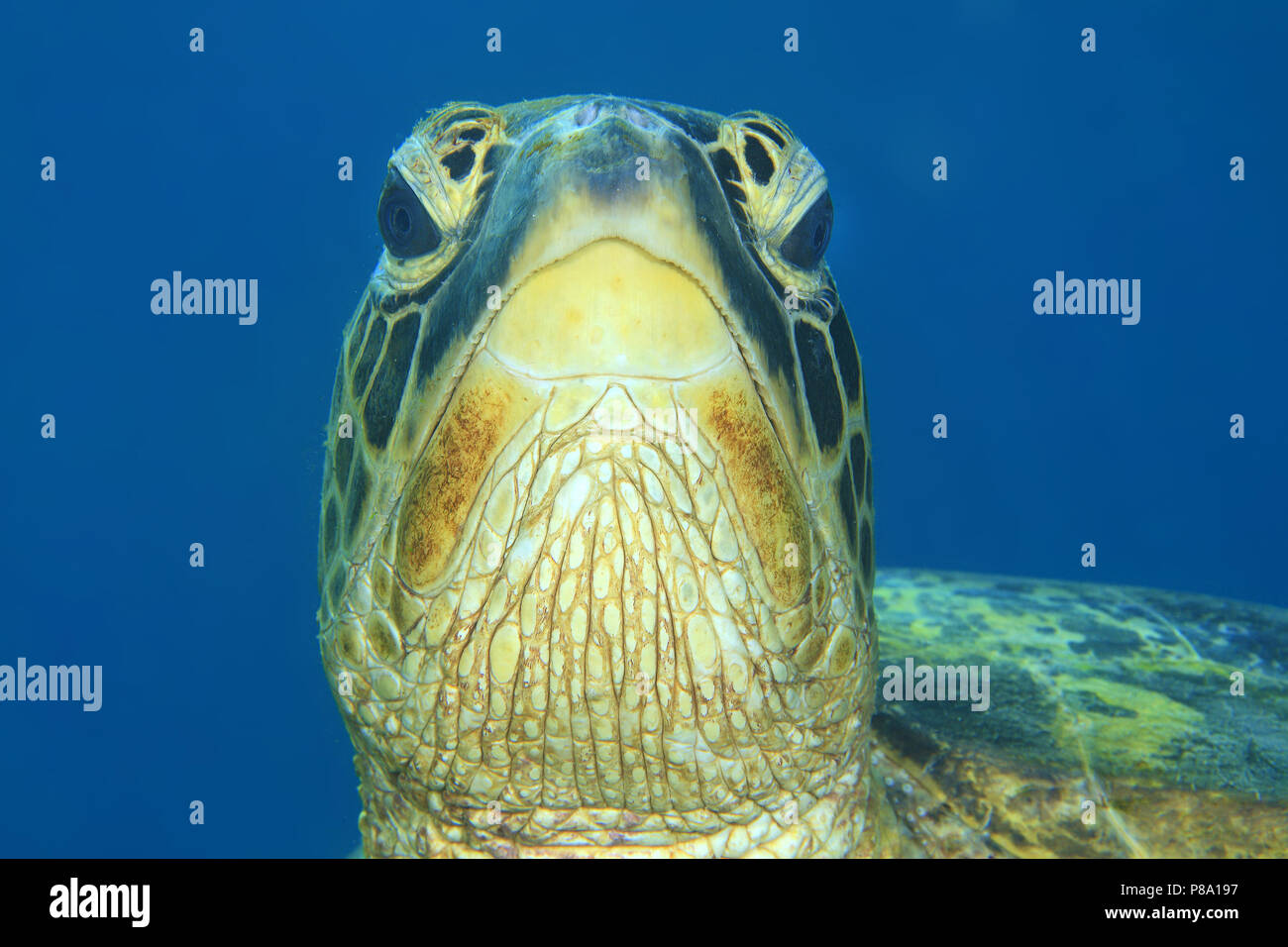 Green Sea Turtle Portrait High Resolution Stock Photography and Images ...