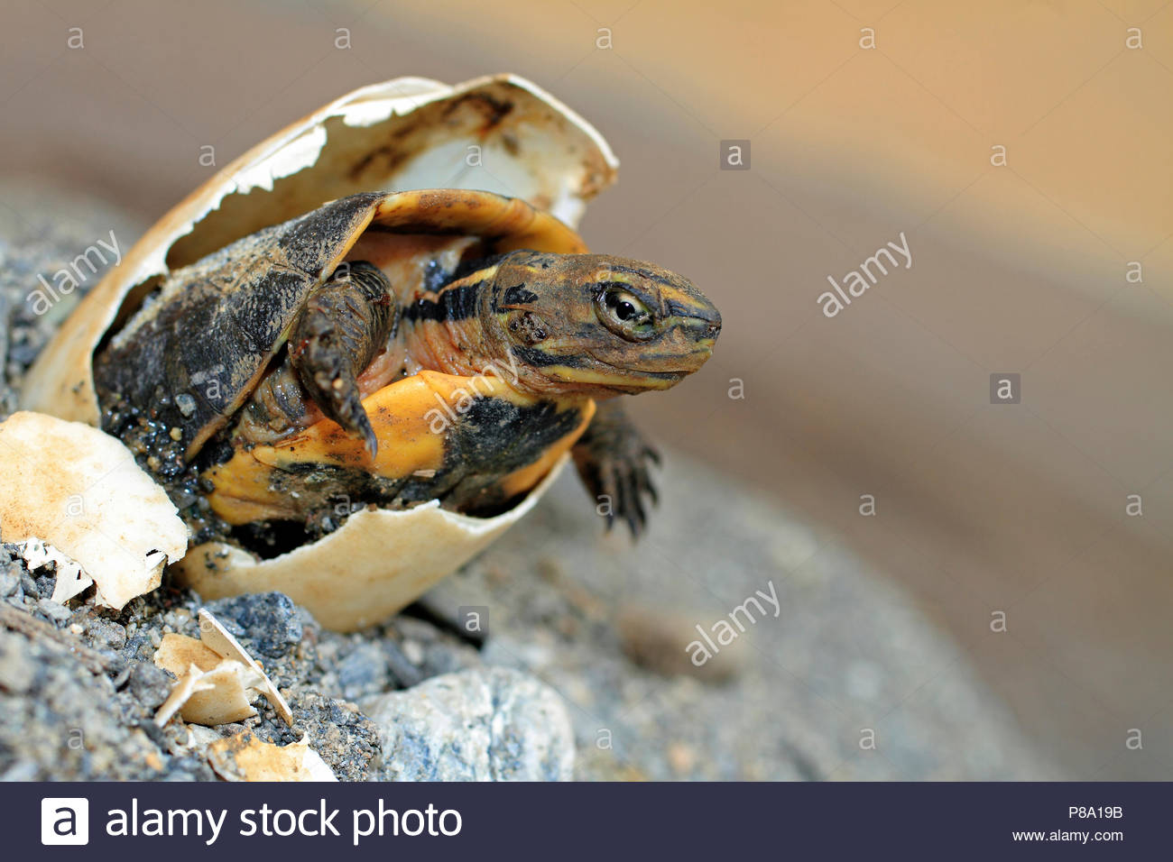 Turtle Egg Stock Photos & Turtle Egg Stock Images - Alamy