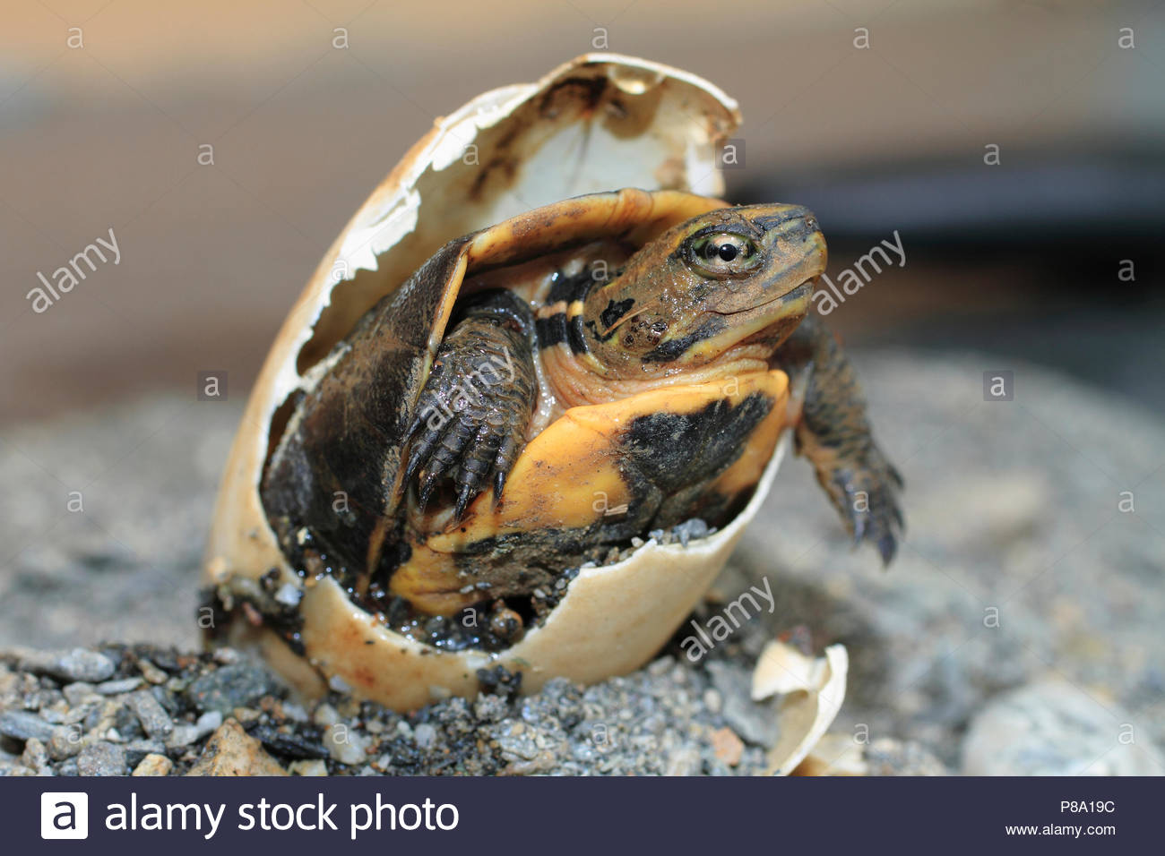 Turtle Egg Stock Photos & Turtle Egg Stock Images - Alamy