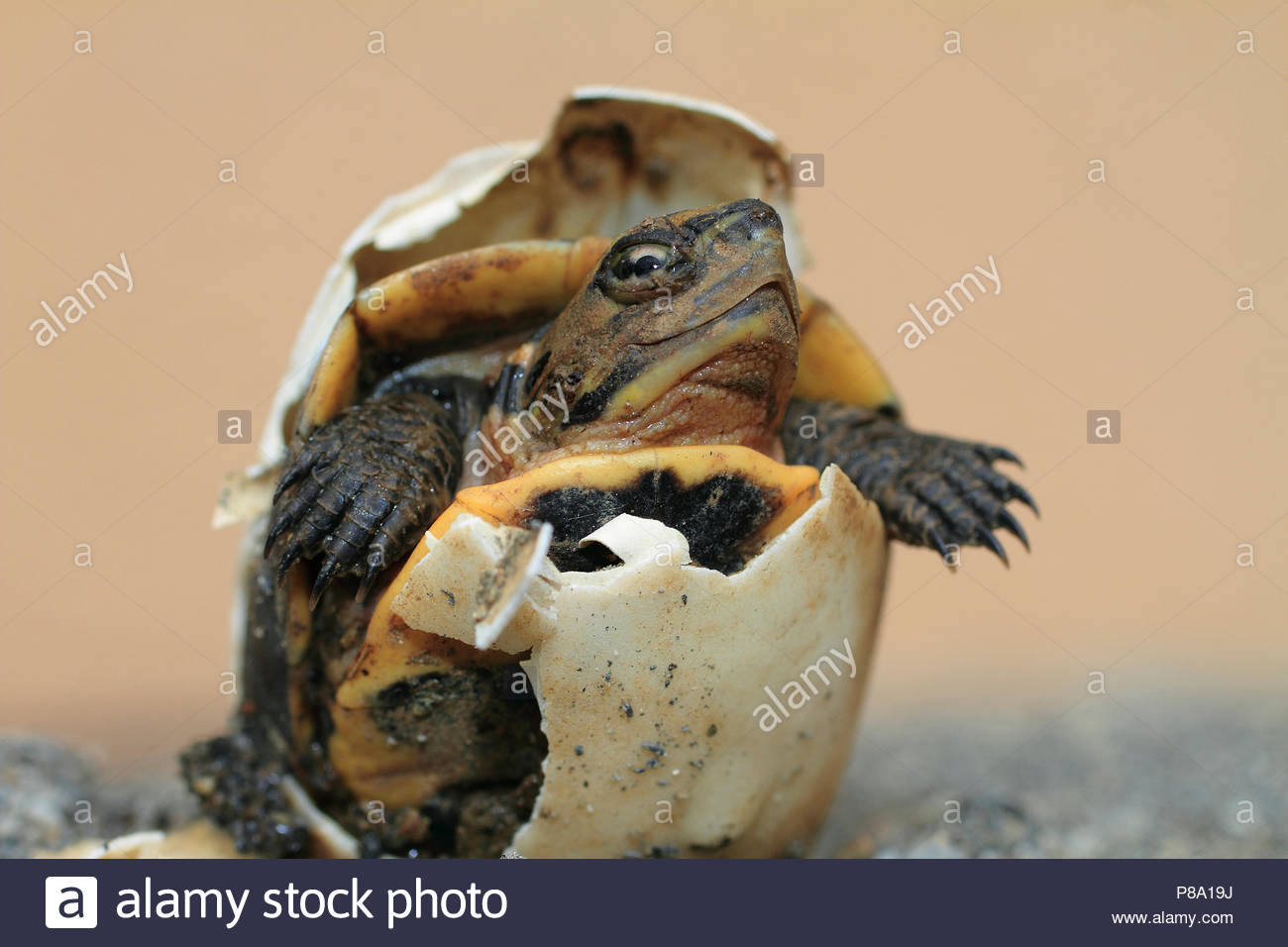 Turtle Egg Stock Photos & Turtle Egg Stock Images - Alamy