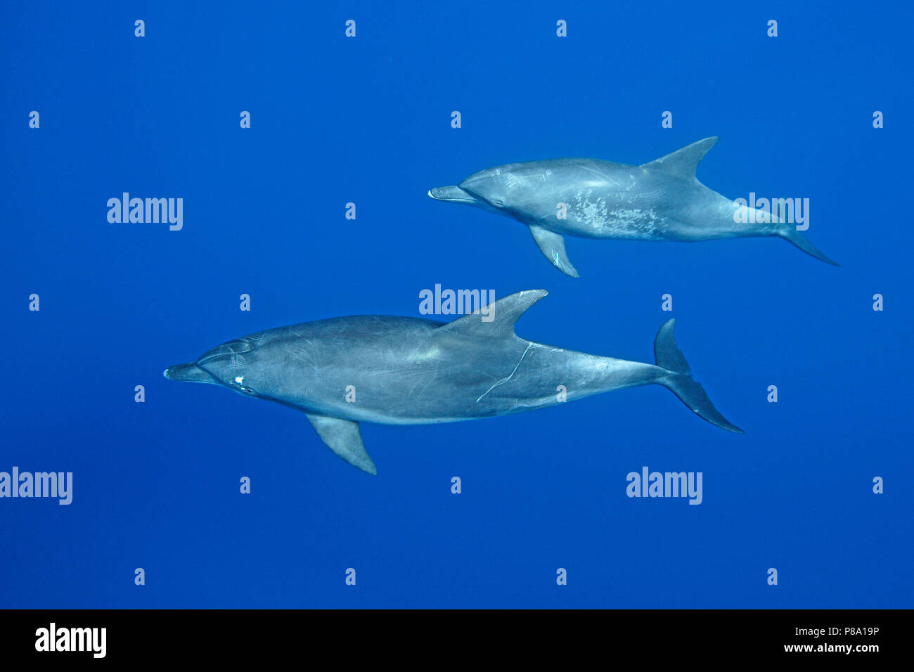 Indo Pacific Bottlenose Dolphin High Resolution Stock Photography and ...