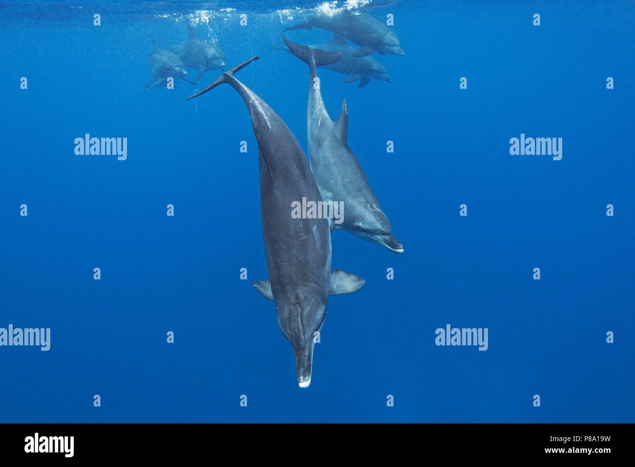 Indo Pacific Bottlenose Dolphin High Resolution Stock Photography and ...