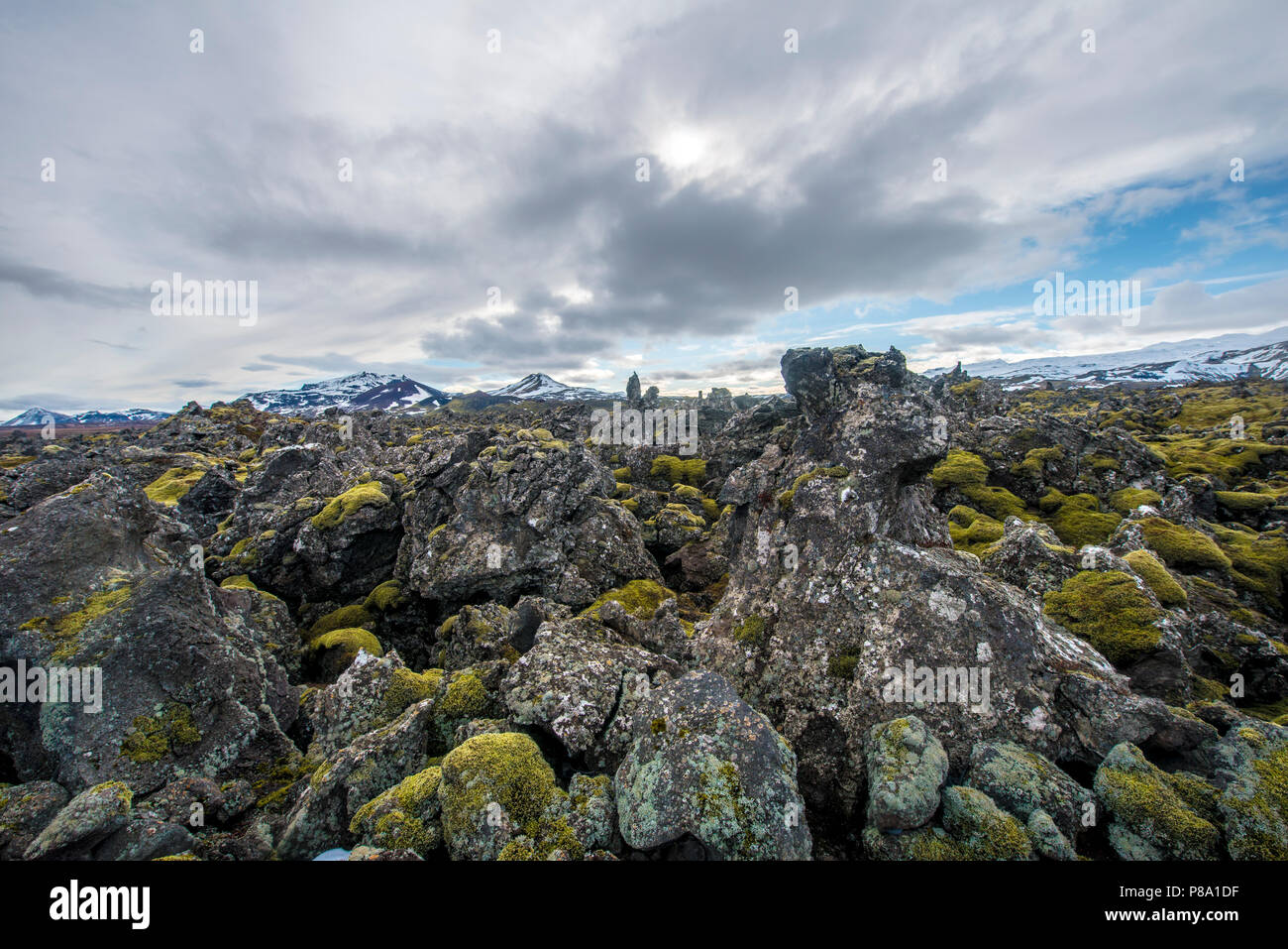 Moss-covered lava field, lava rock, lava field of the volcano ...
