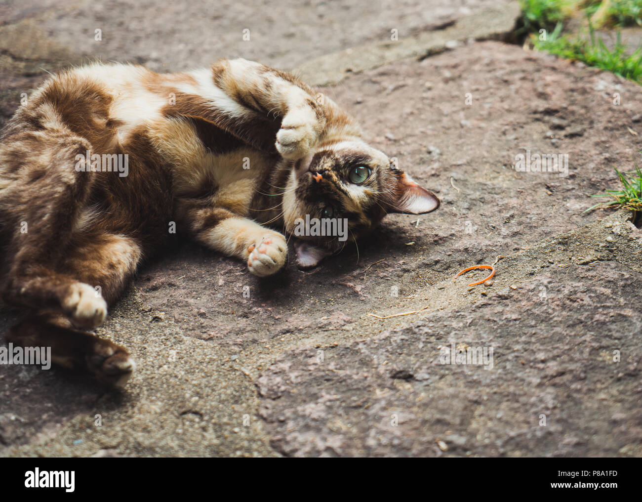 Mongrel cat hi-res stock photography and images - Alamy