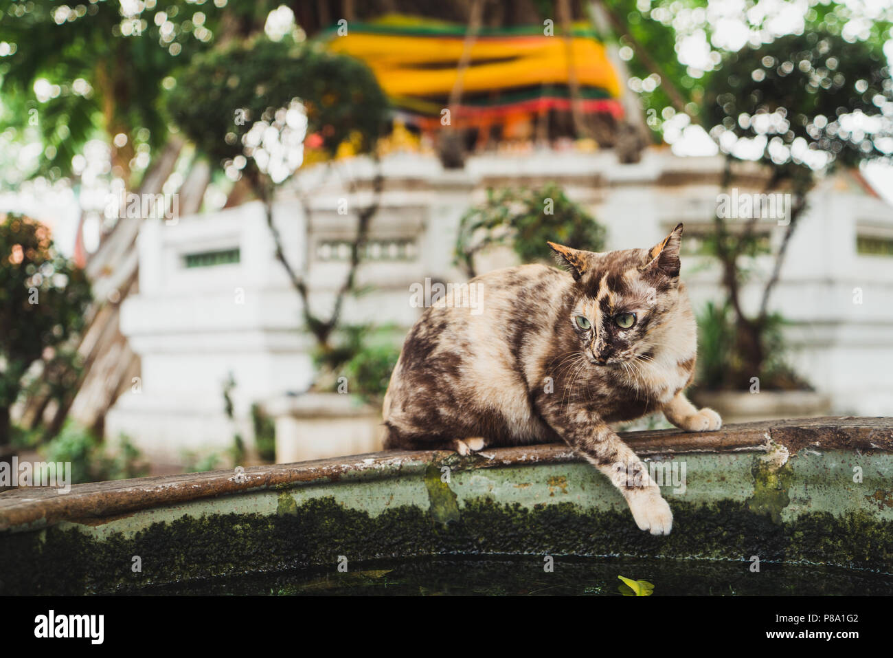 Cute mongrel cat sitting and balancing at water in Bangkok, Thailand ...