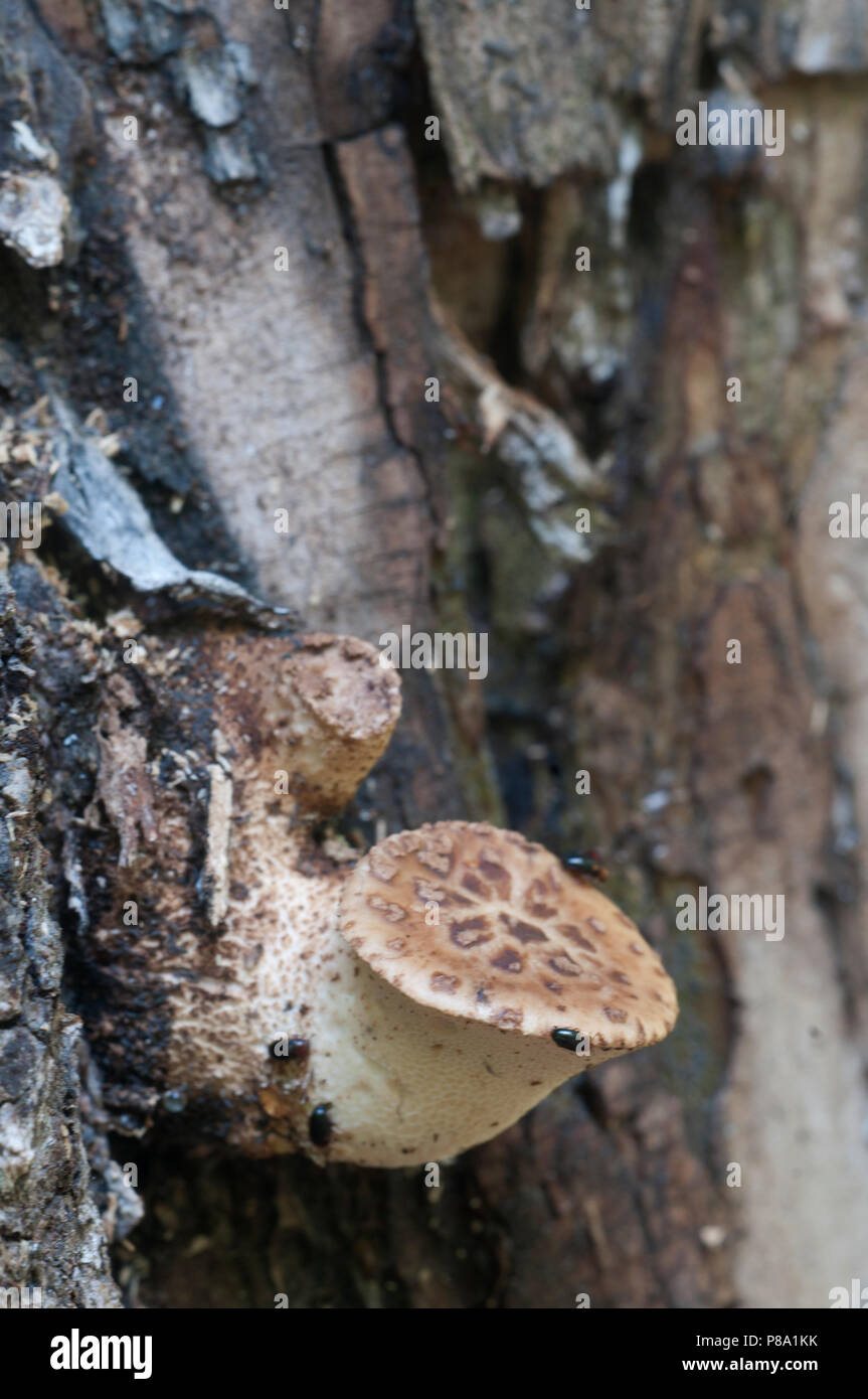 Polyporus squamosus mushroom in the forest, close up shot Stock Photo ...