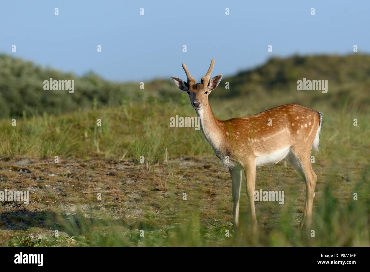 Sand spike hi-res stock photography and images - Alamy