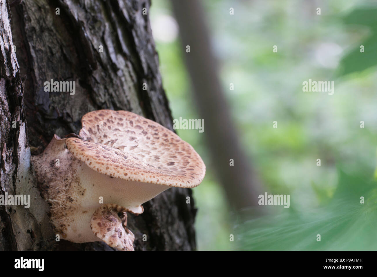 Polyporus squamosus mushroom in the forest, close up shot Stock Photo ...