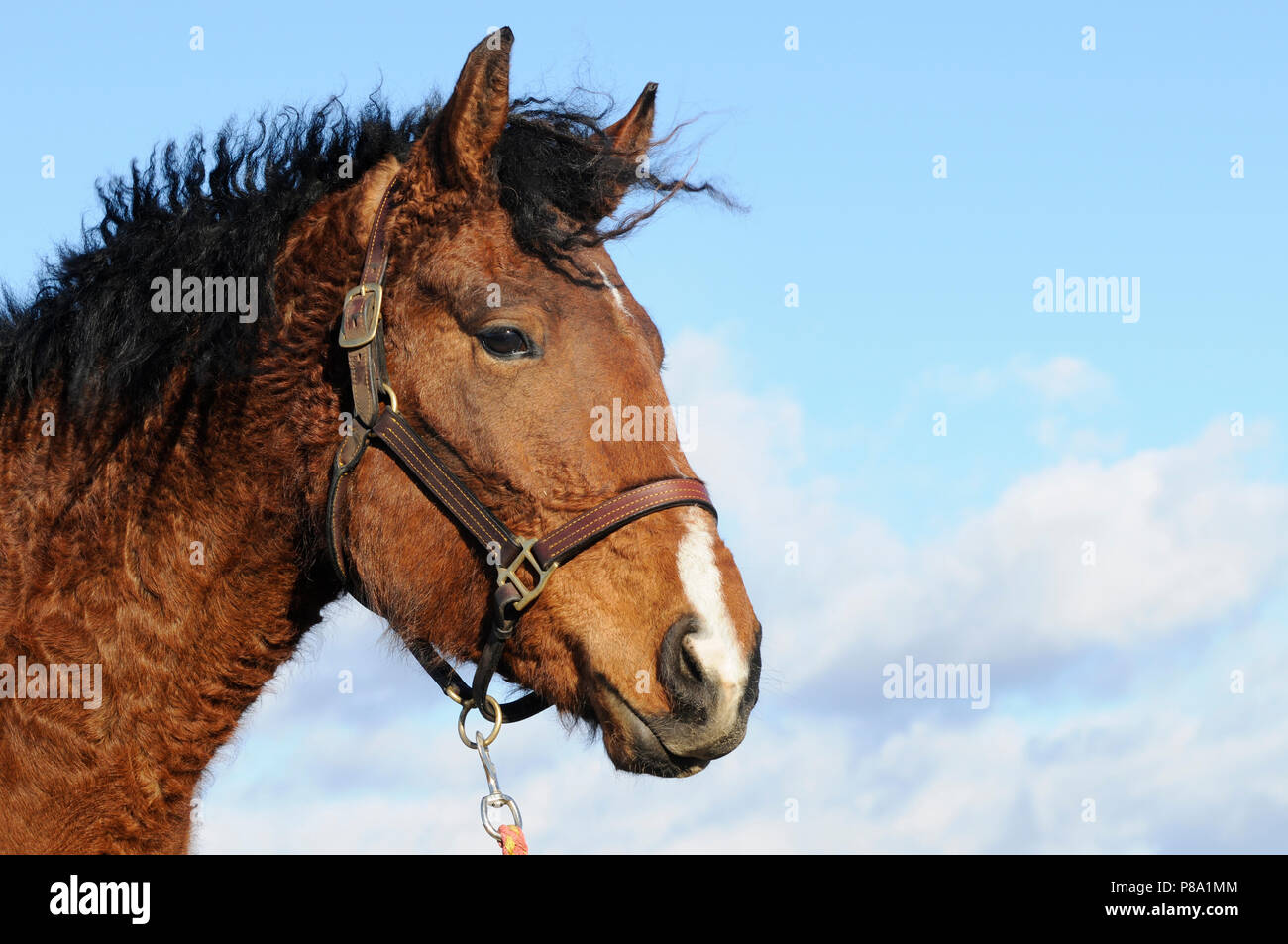 Curly horse hi-res stock photography and images - Alamy