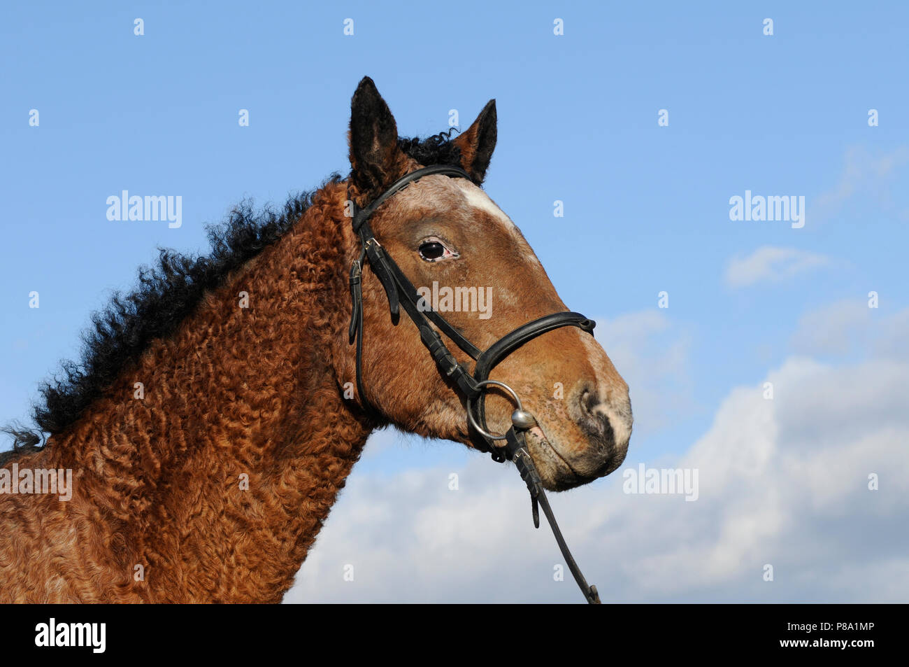 Curly Horse (Equus ferus caballus), Mare, animal portrait Stock Photo ...