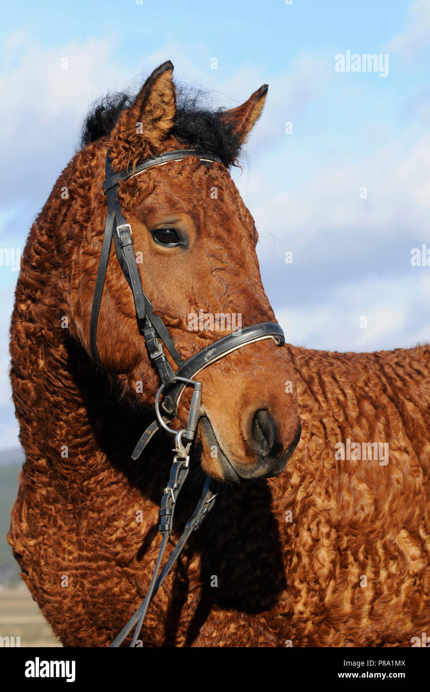 Curly Horse (Equus ferus caballus), Mare, animal portrait Stock Photo ...