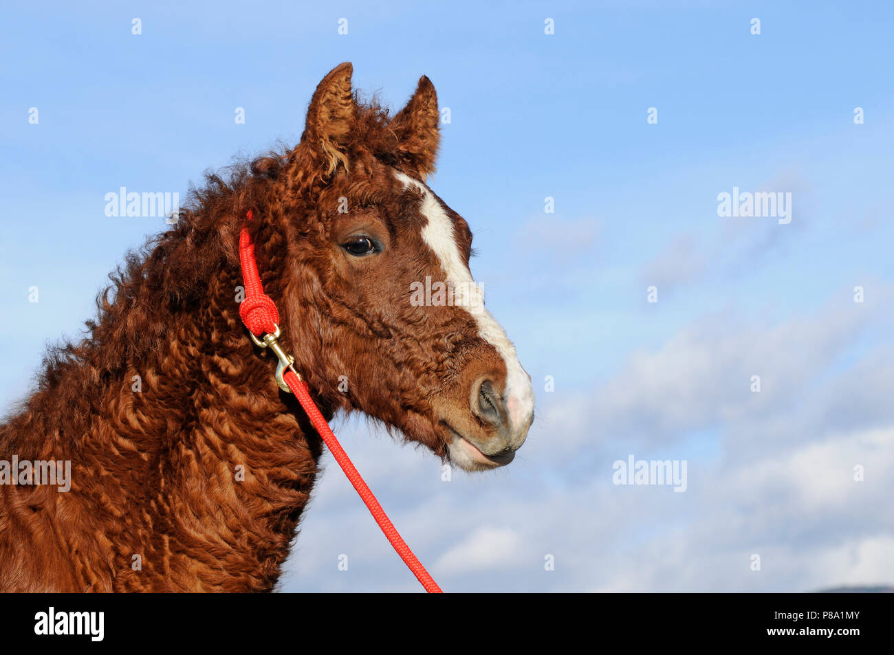 Curly Horse (Equus ferus caballus), foal, animal portrait Stock Photo ...