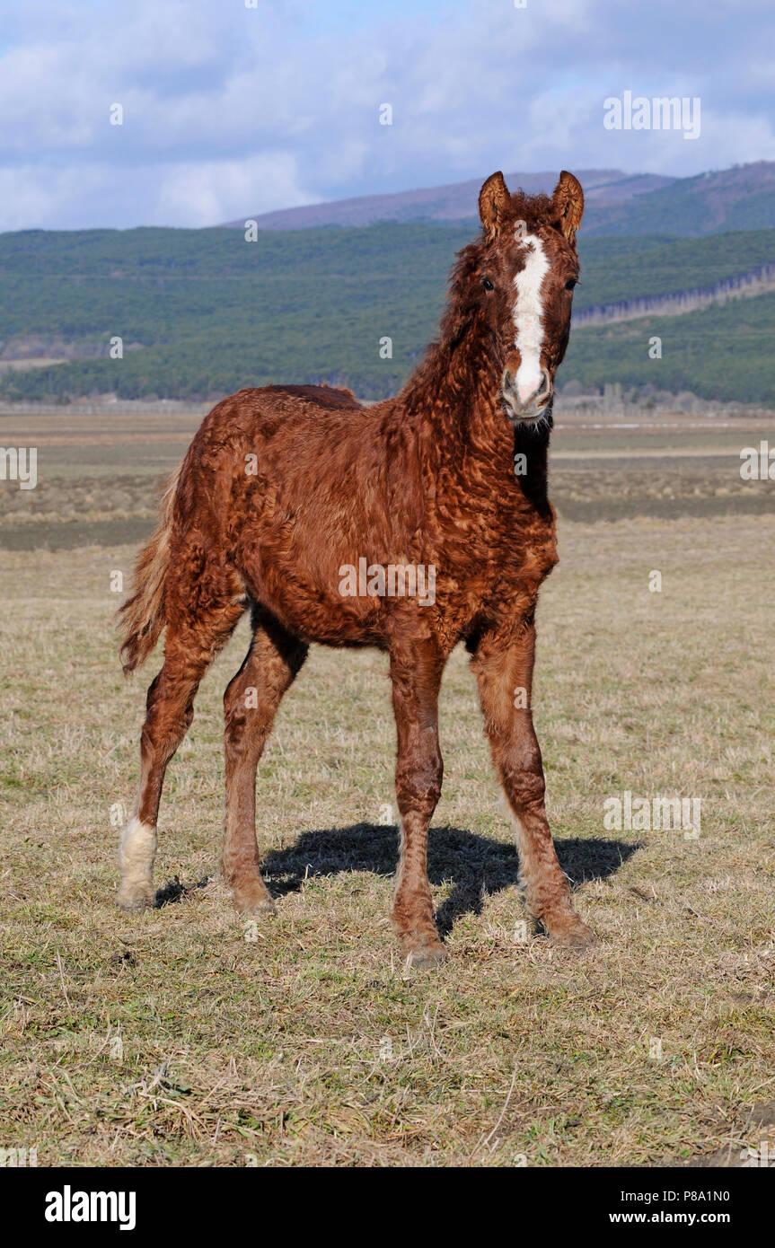 American bashkir curly hi-res stock photography and images - Alamy