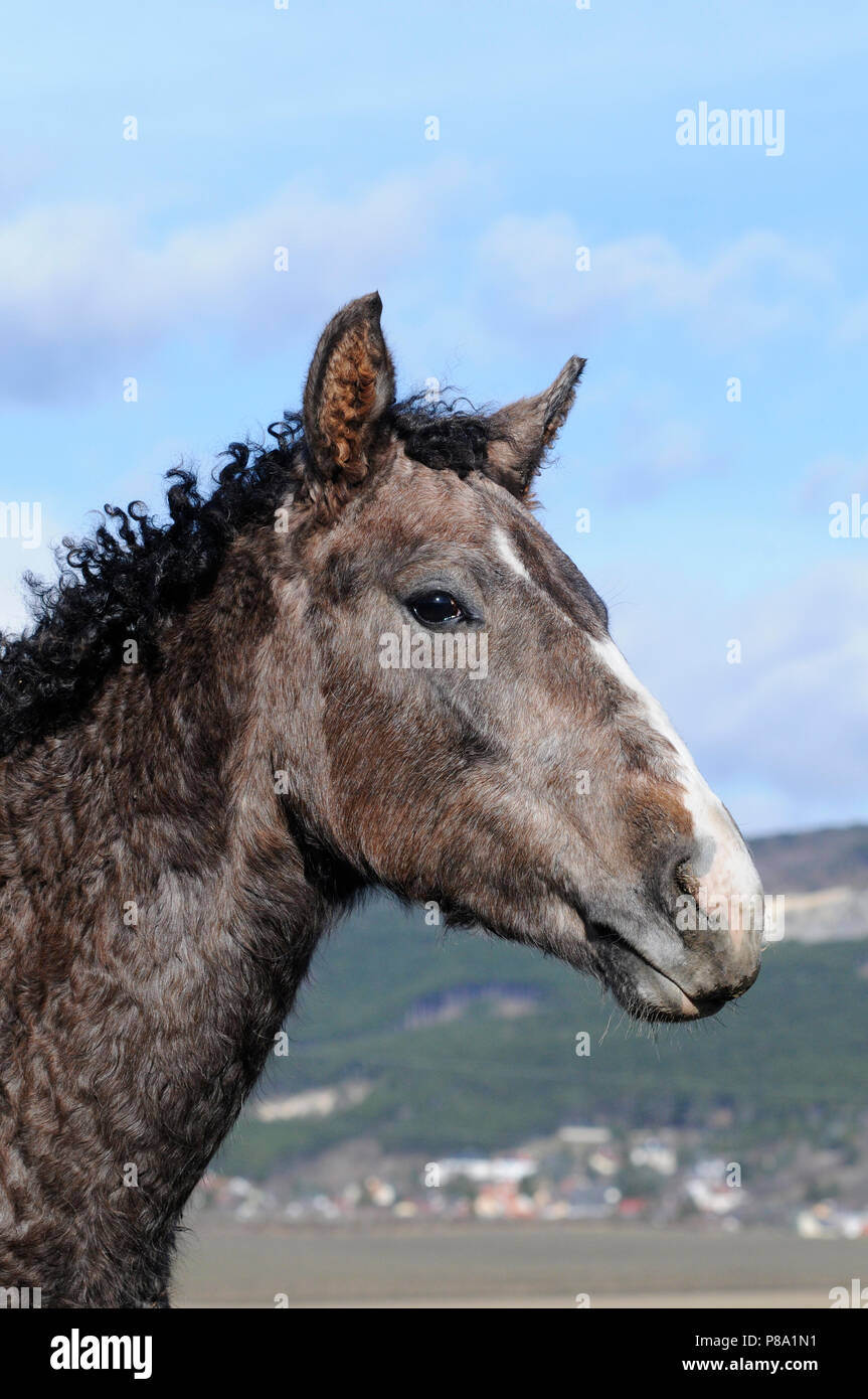 Equus Ferus Caballus Imagen Foto Animales Animales Wild Horse (Equus