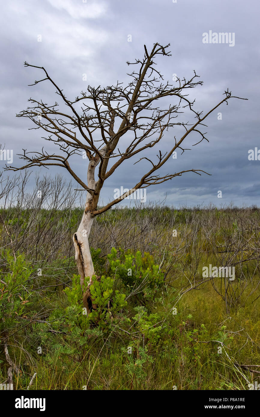 Tree with lots of branches hi-res stock photography and images - Alamy