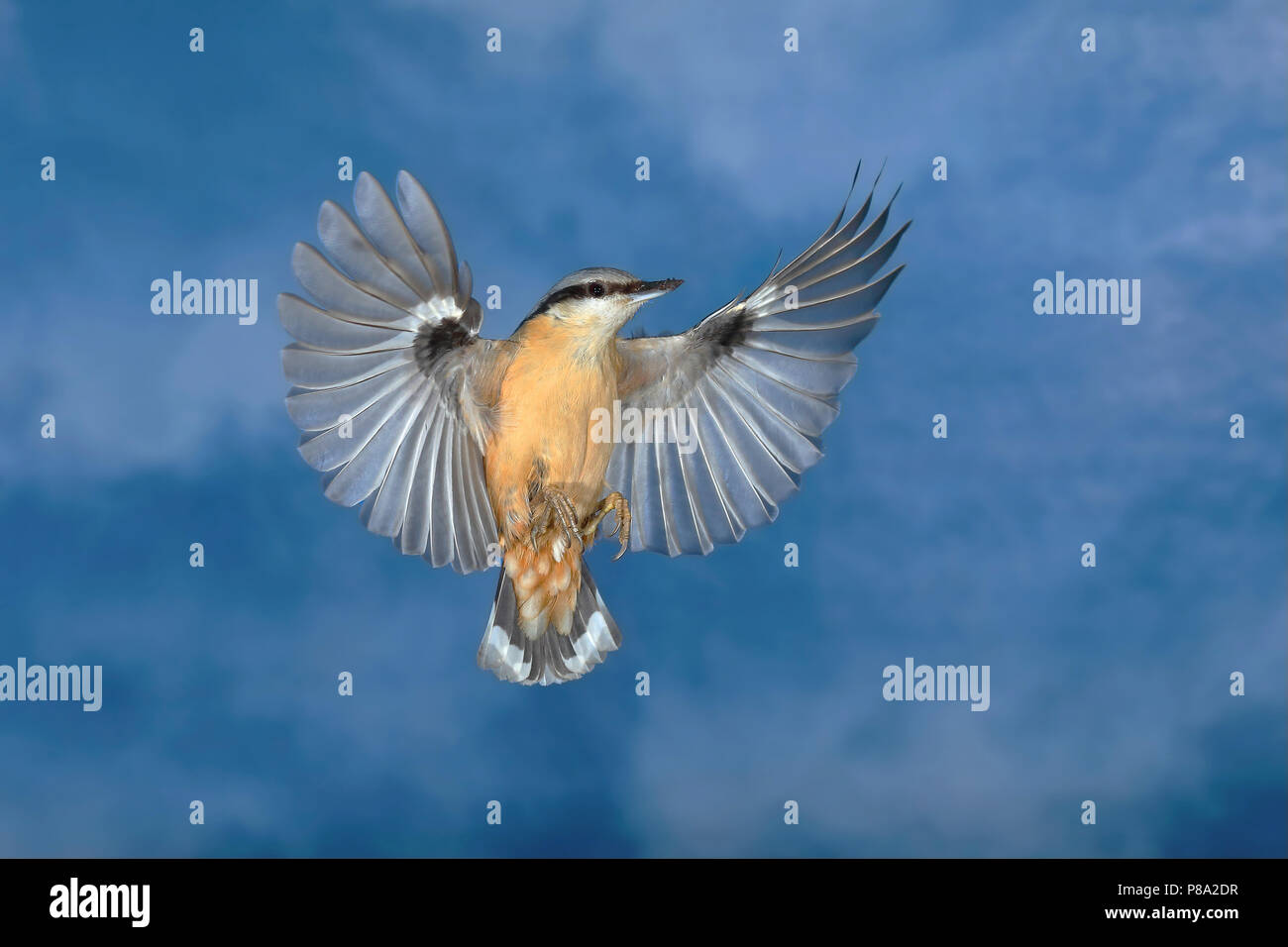 Nuthatch In Flight High Resolution Stock Photography and Images - Alamy