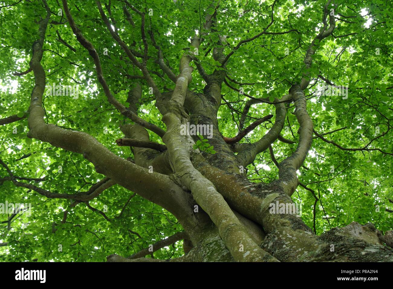 Lush green tree branches under hi-res stock photography and images - Alamy