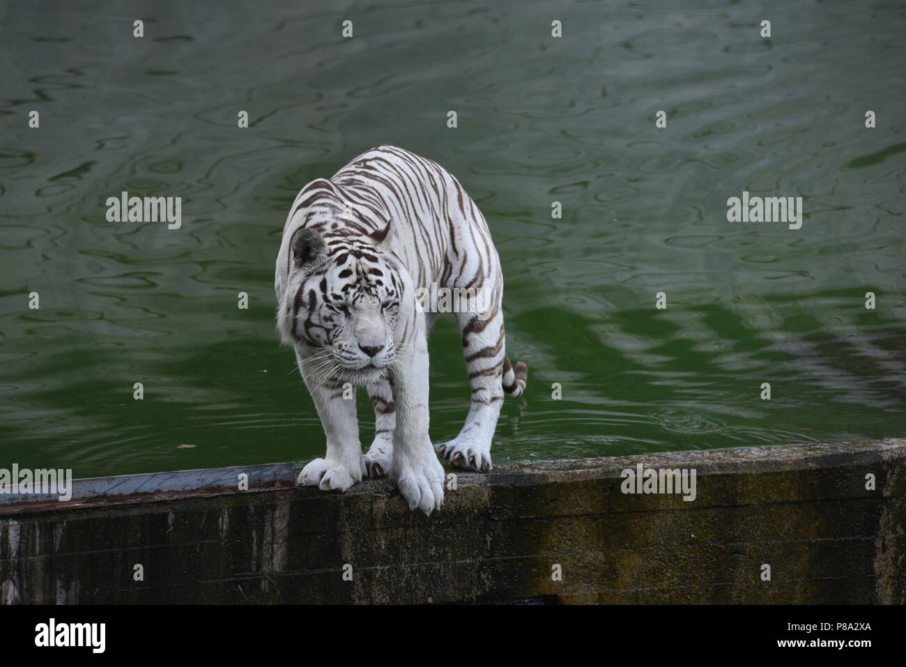 A male Bengal tiger pictured in his enclosure at Madrid zoo, where high ...
