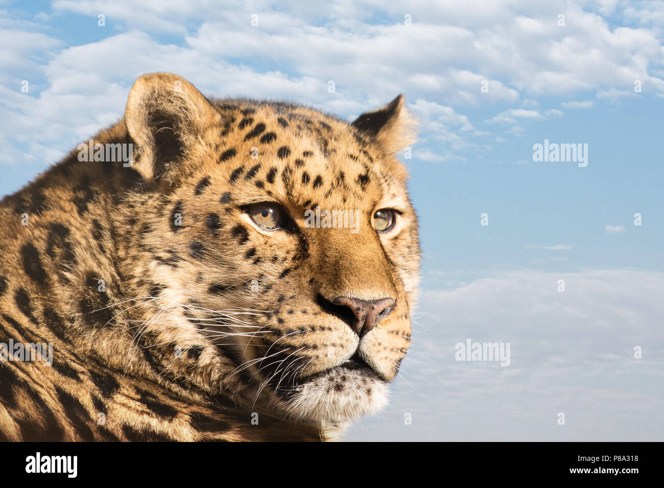 Amur blue hi-res stock photography and images - Alamy