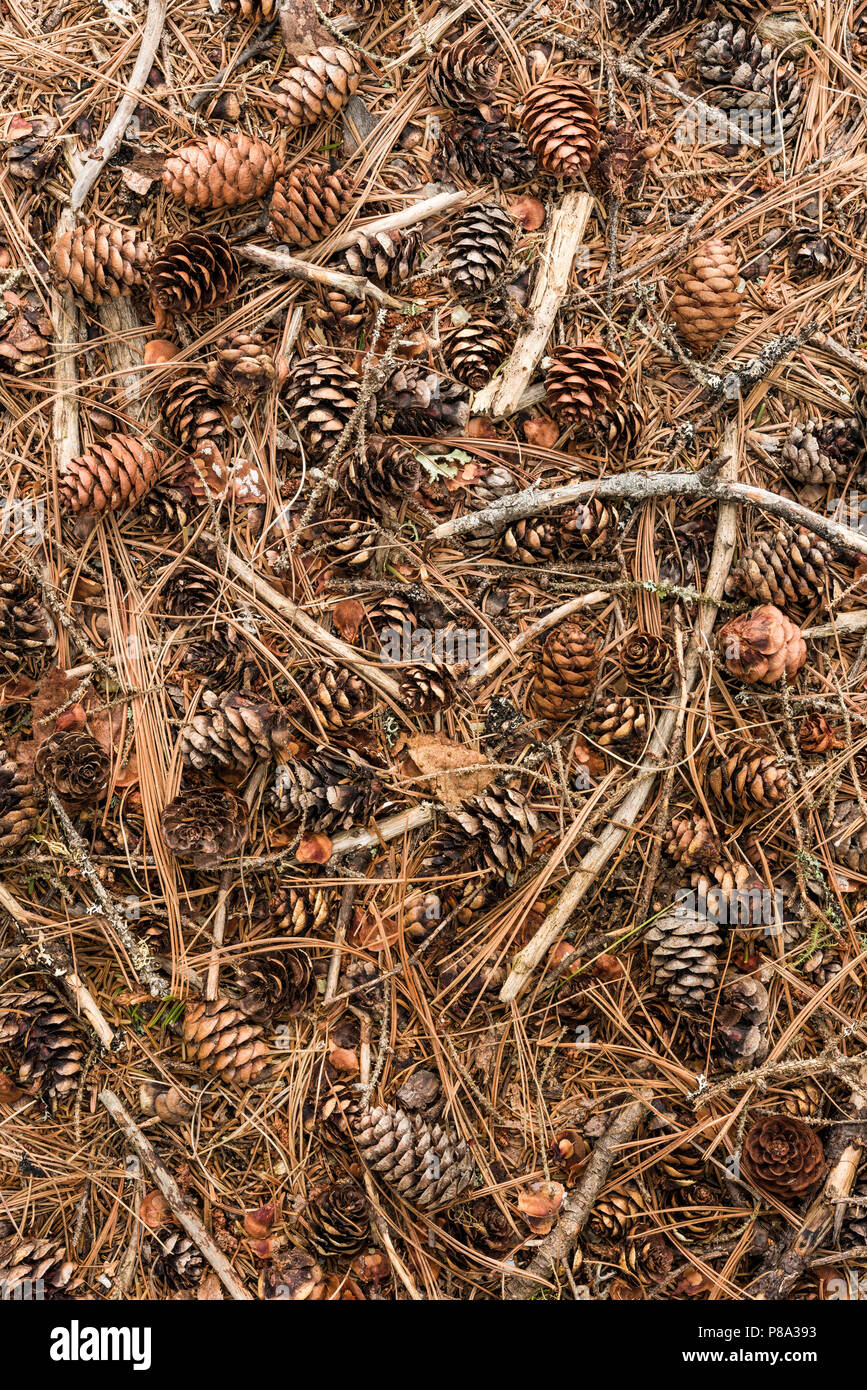 Pine duff hi-res stock photography and images - Alamy
