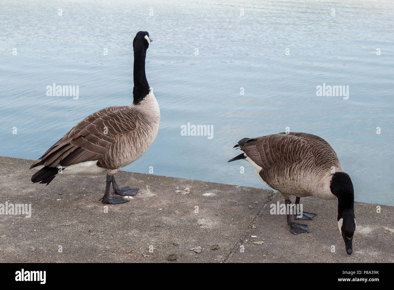 Canadian geese lake hi-res stock photography and images - Alamy