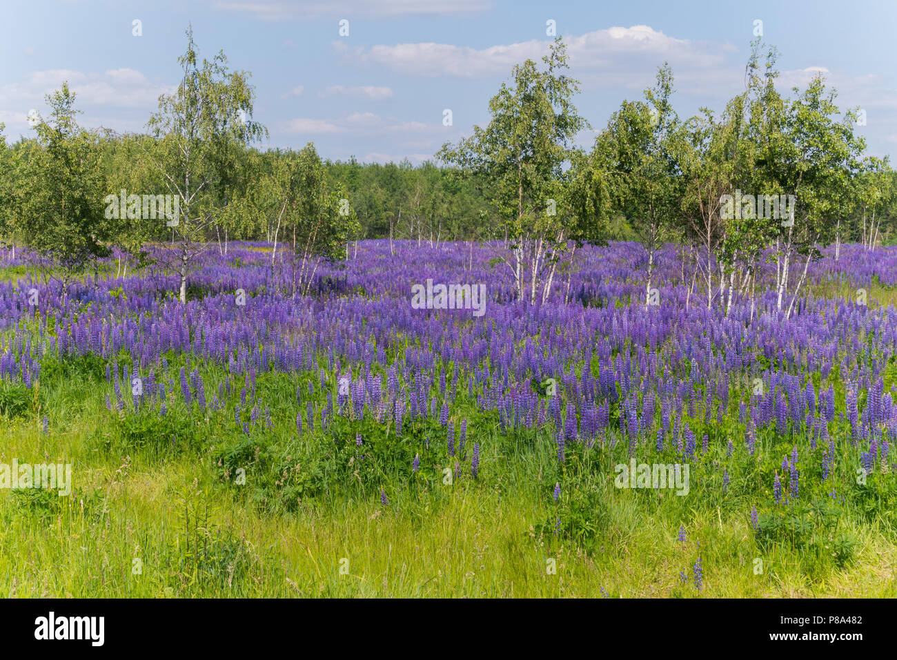 Beautiful small violet inflorescences of wildflowers on a background of ...