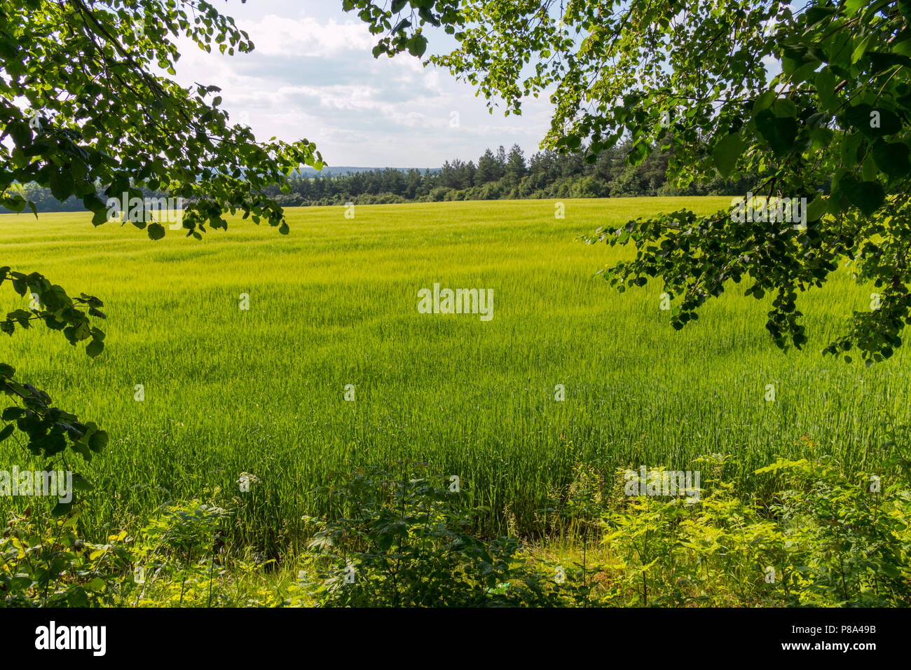 Floating meadow grass hi-res stock photography and images - Alamy