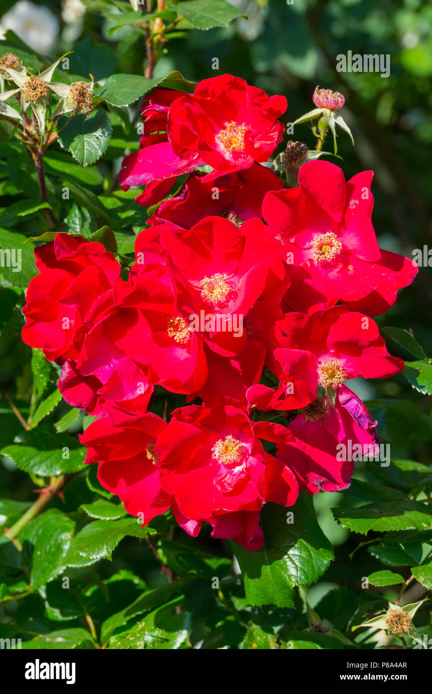 Beautiful bush of red spike roses on a green lawn background . For your ...