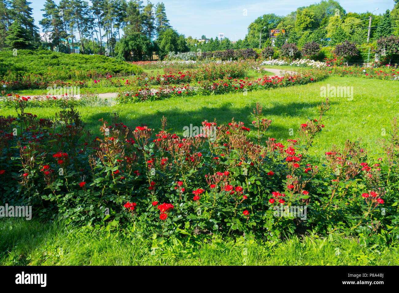 shrubs of scarlet roses on the background of a grove at noon . For your ...