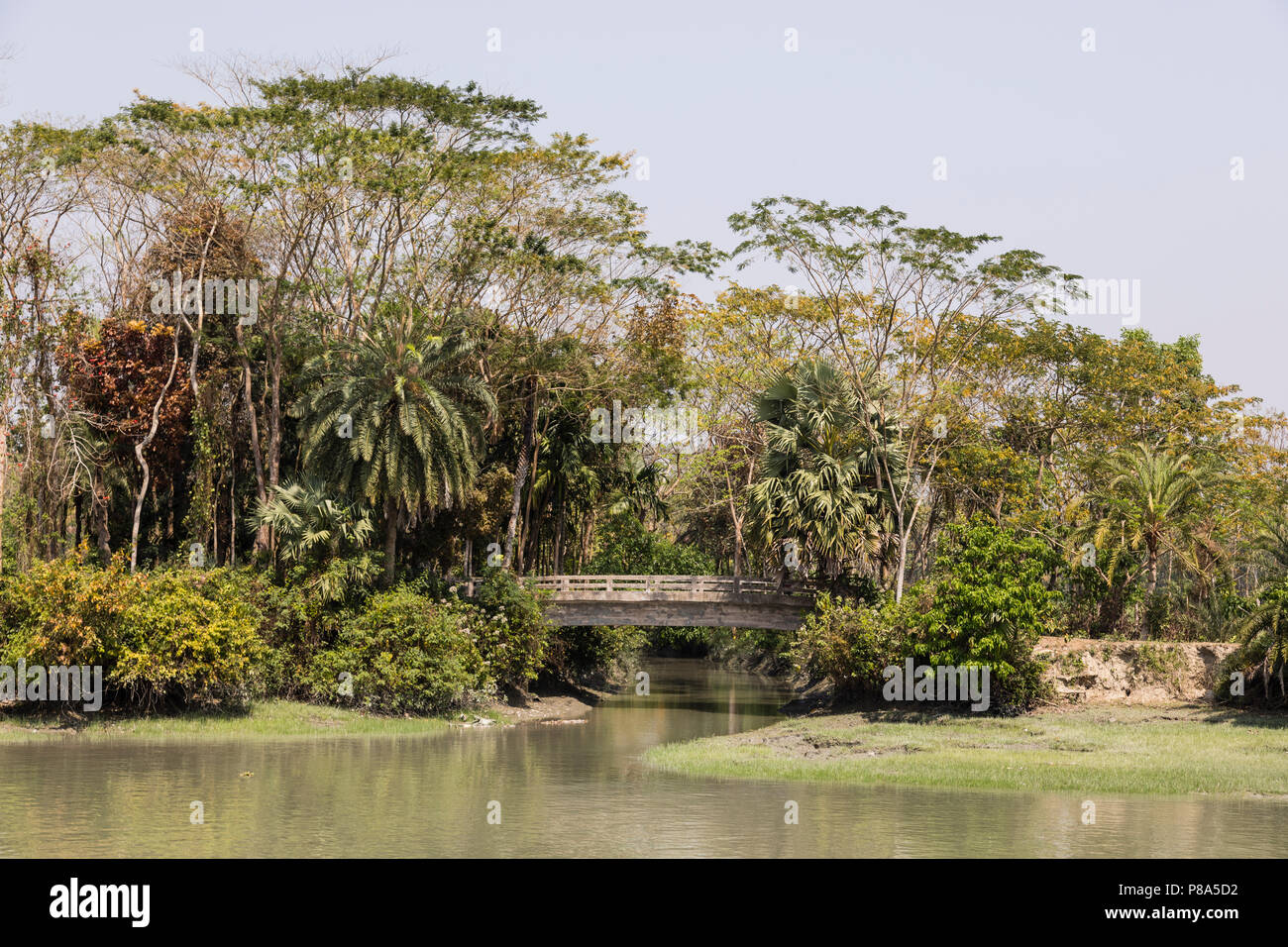 Landscape with tropical vegetation with a bridge at a riverside in ...