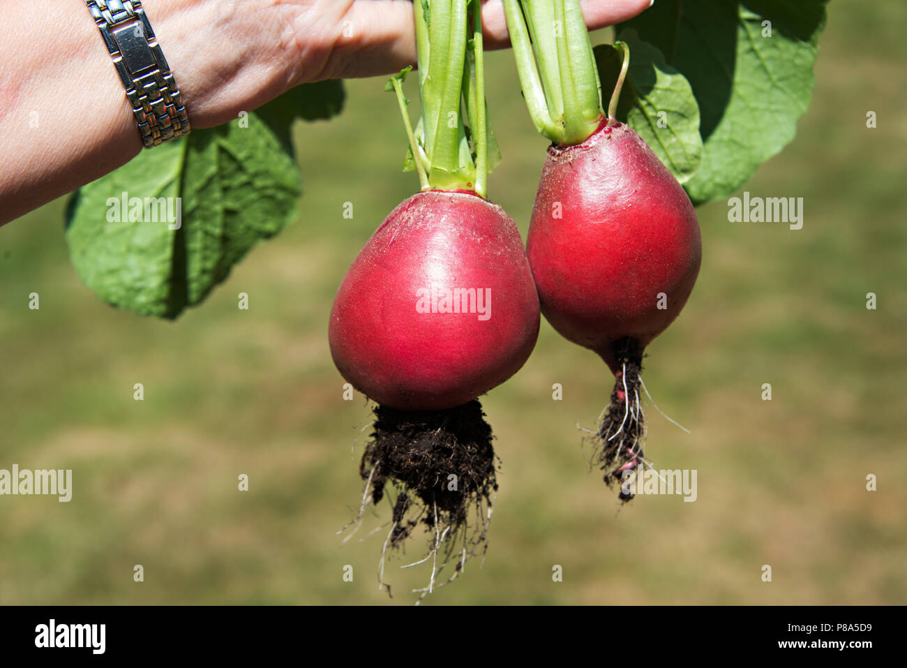 Giant radish plant hi-res stock photography and images - Alamy