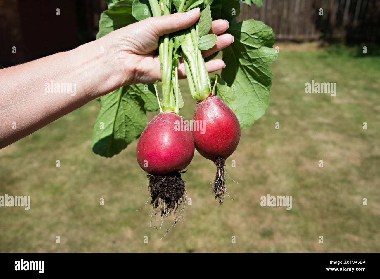 Giant radish hi-res stock photography and images - Alamy