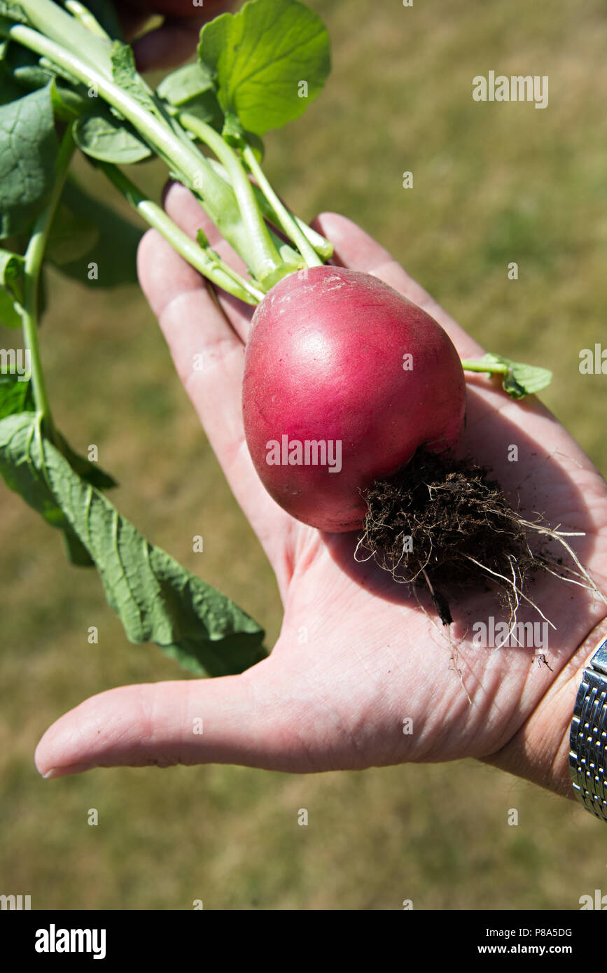 Giant Radish High Resolution Stock Photography and Images - Alamy