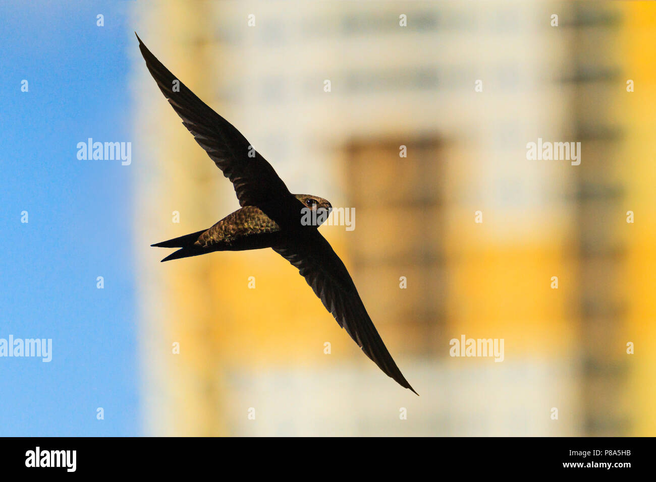 Swift bird hi-res stock photography and images - Alamy