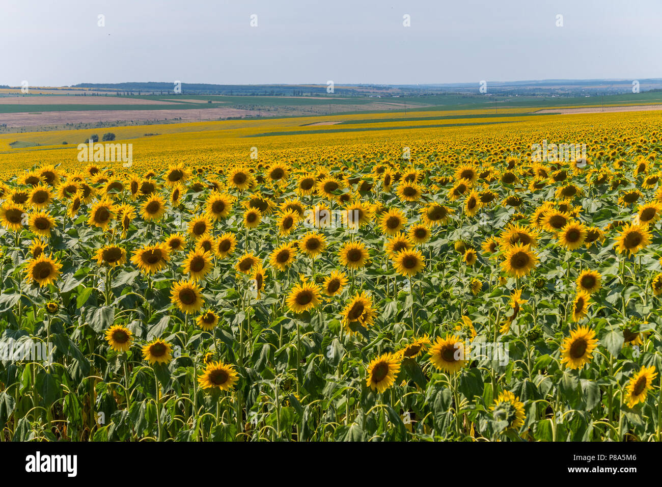 Under scorching sun in summer hi-res stock photography and images - Alamy