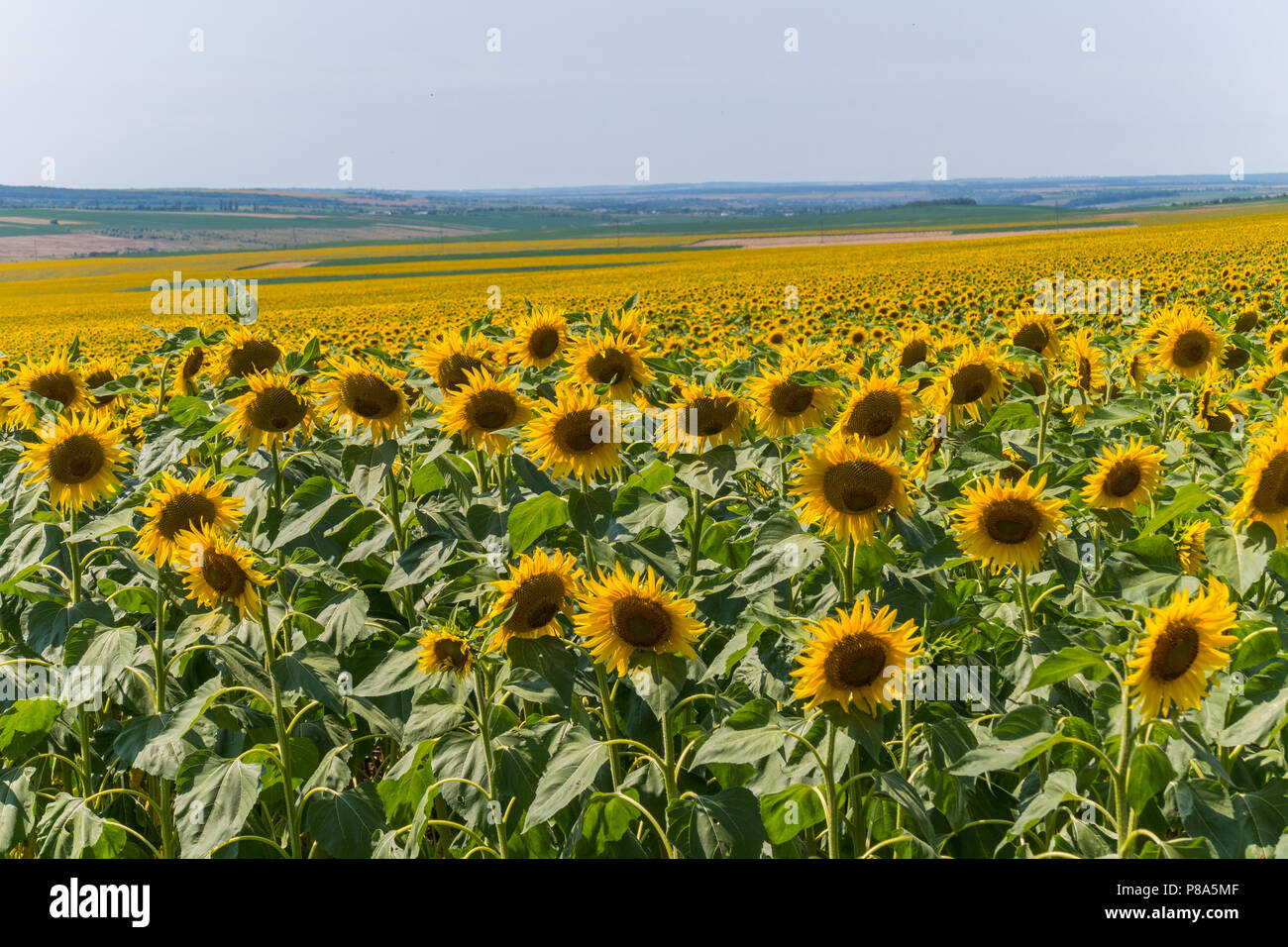 a large field of golden sunflowers and endless meadows in the distance ...
