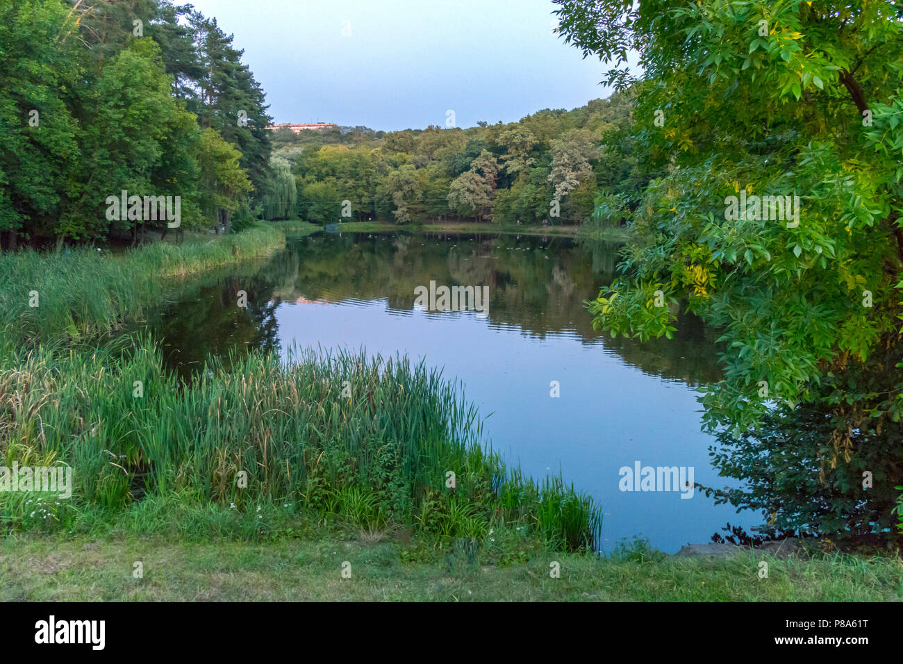 A small pond in the forest with a shiny surface of water, which ...