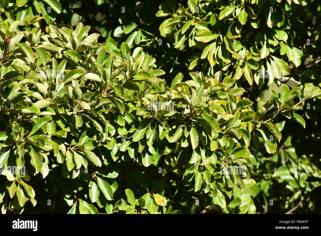 Sea of Green Stock Photo - Alamy