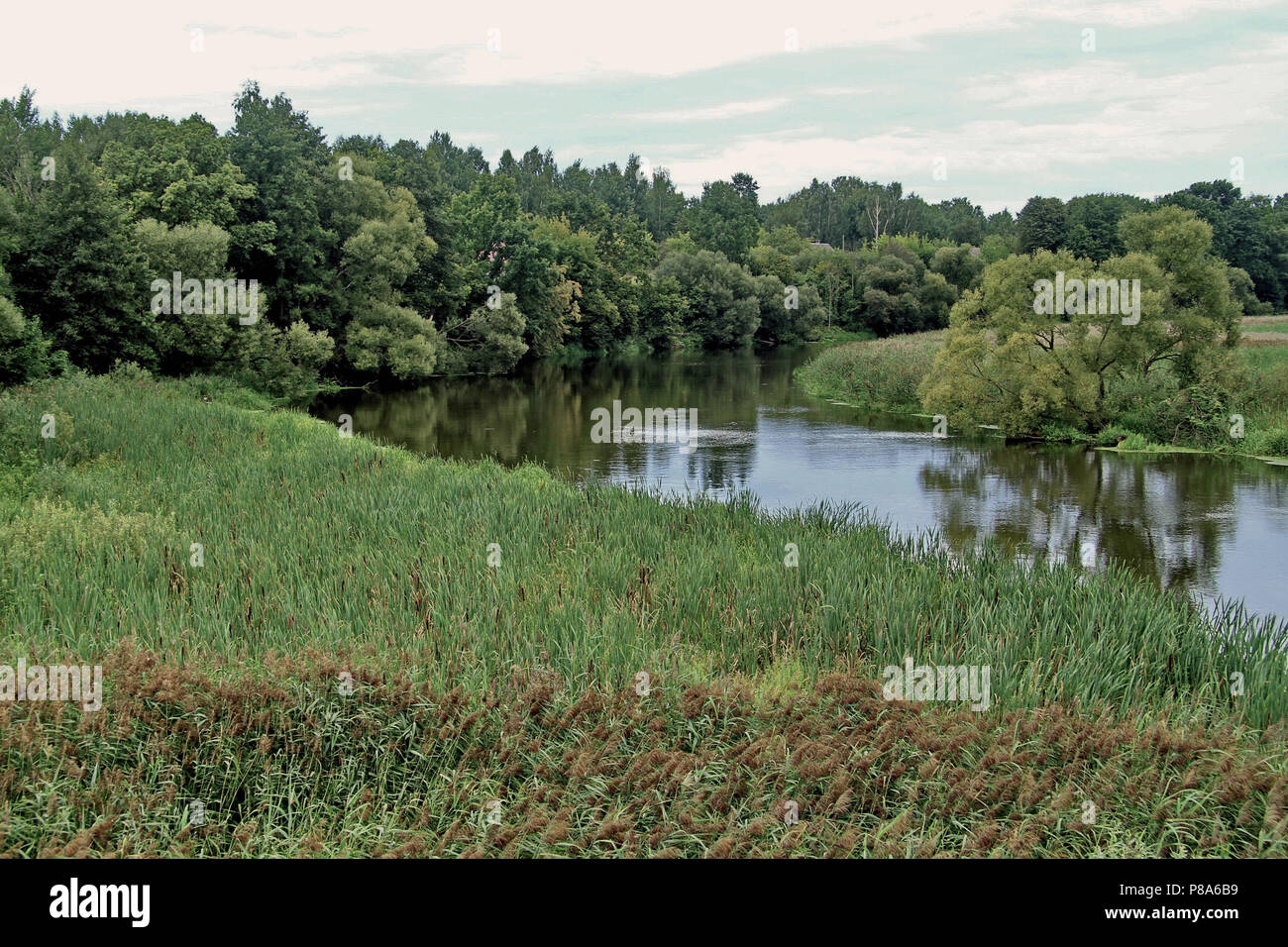 Willow willows reeds hi-res stock photography and images - Alamy
