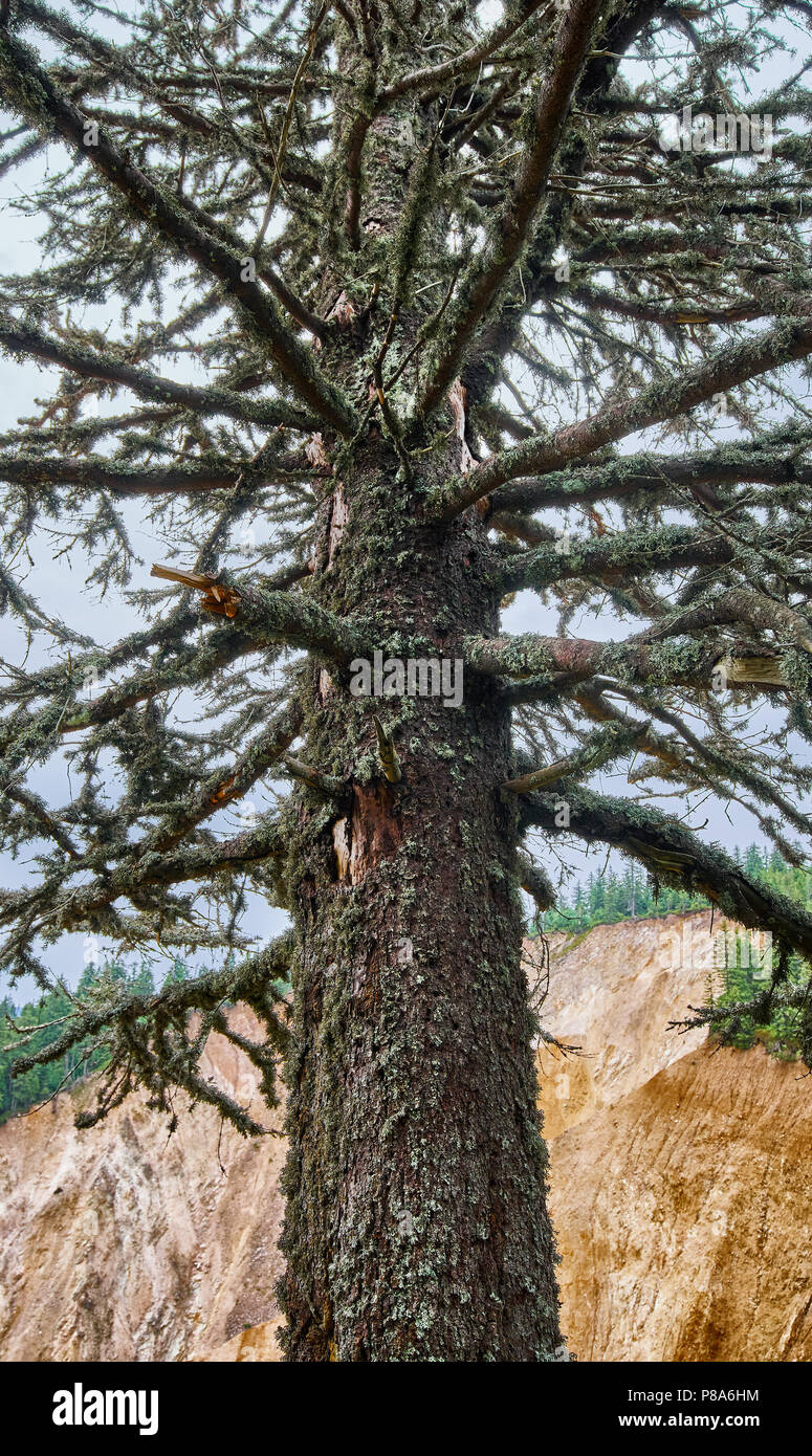 Big pine tree with mossy branches in the forest Stock Photo - Alamy