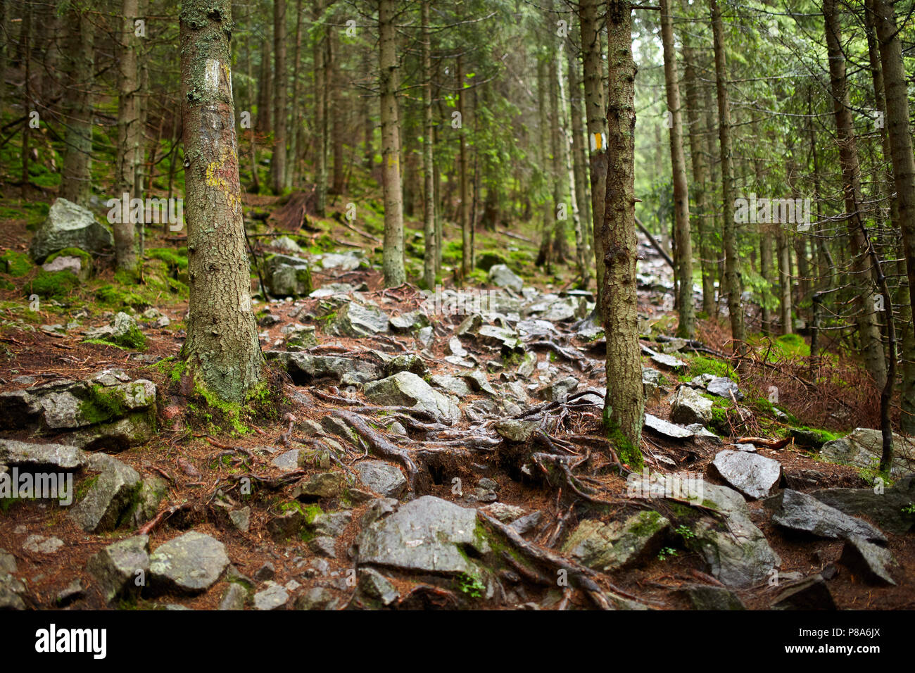 Mountain trail through pine forest with roots and rocks Stock Photo - Alamy