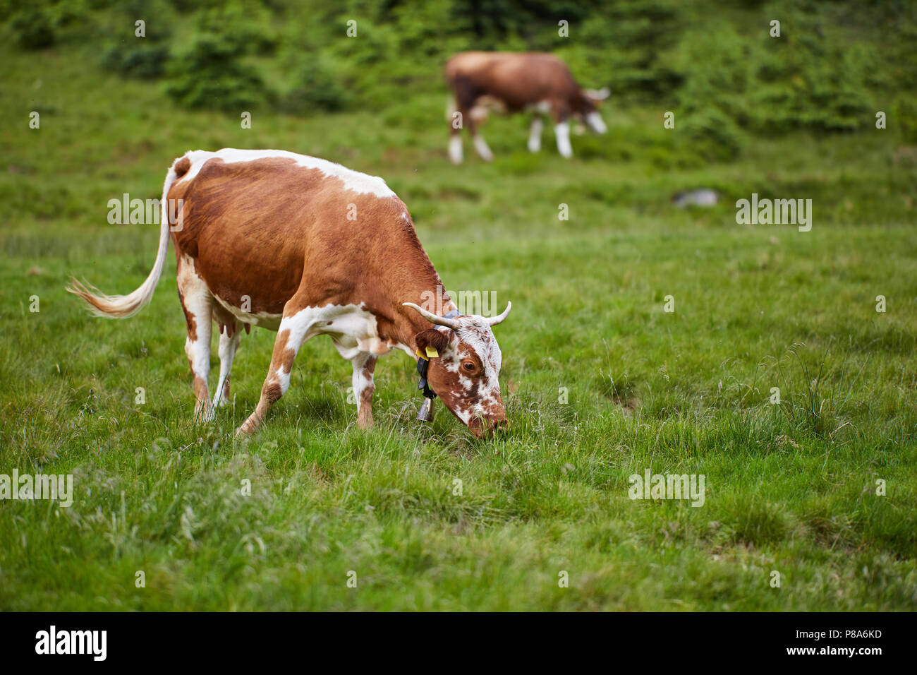Well on an alpine pasture hi-res stock photography and images - Alamy