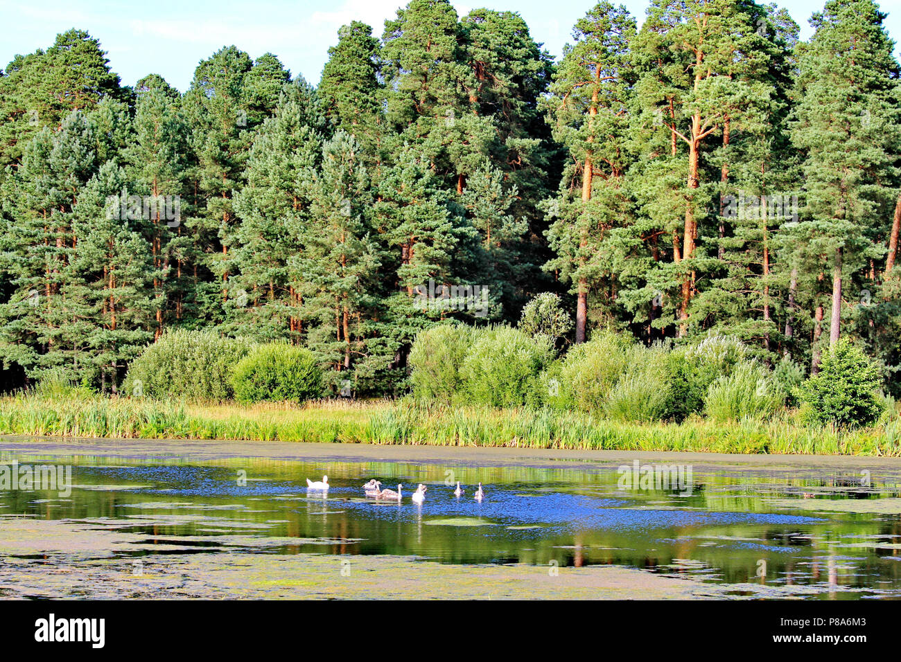 Ducks floating in the middle of a pond overgrown with water lilies with ...