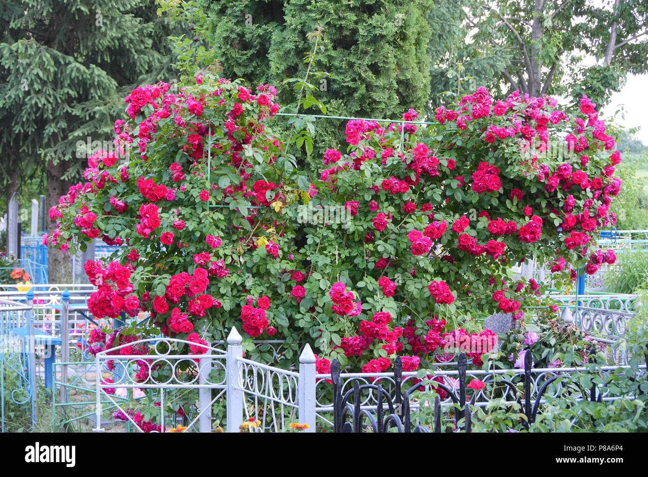 beautiful lush bush of bright crimson roses in the cemetery . For your ...