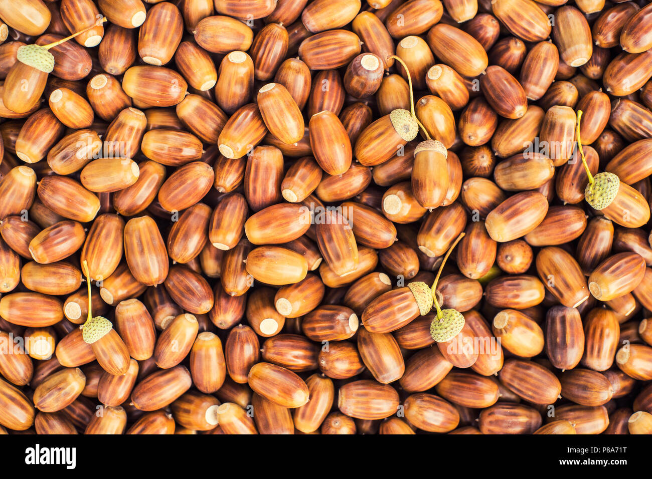 Acorn Mast Stock Photos & Acorn Mast Stock Images - Alamy